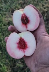 White Lady Peach 🍑- 💎Gem Orchards-Located In Emmett, ID